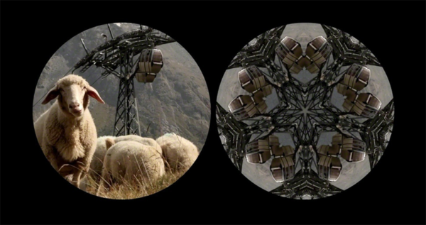 Book Review: Sheep Machine - DVAN